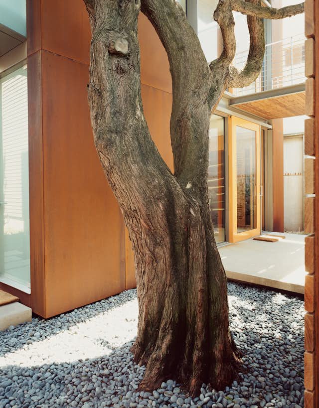 Photo 11 of 23 in 23 Unconventional Homes Built Around Trees from This ...