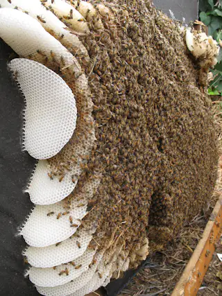 Photo 3 of 19 in Arch Students Build a Hive - Dwell