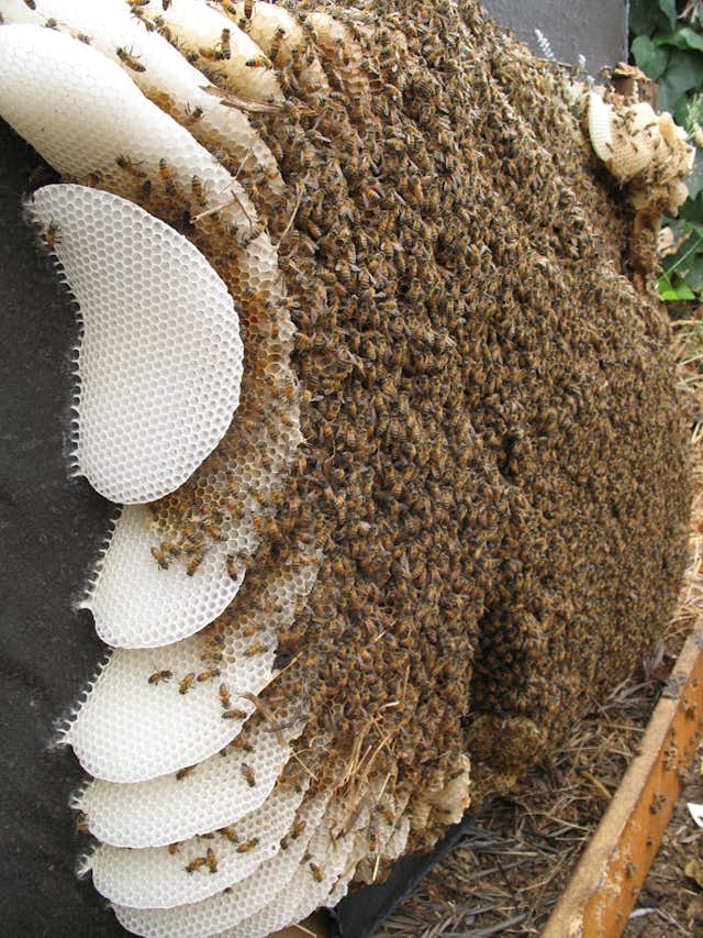 Photo 4 of 19 in Arch Students Build a Hive - Dwell