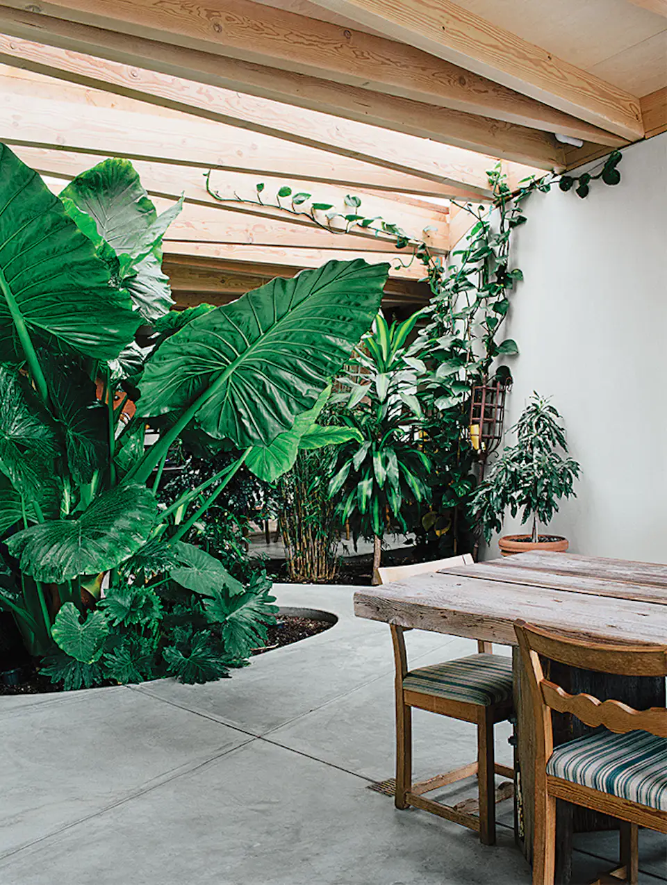 This Home is Complete with an Indoor Jungle - Dwell