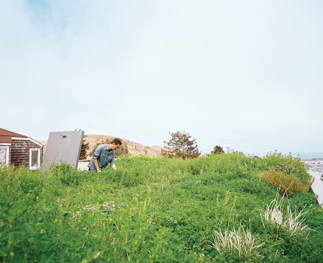 4 Easy Steps to Creating Your Own DIY Green Roof - Dwell