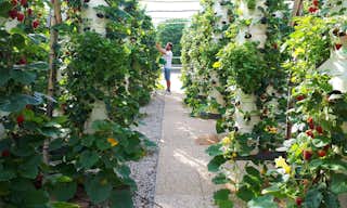 Photo 3 of 4 in The World’s Largest Urban Farm Is Opening Next Year in ...