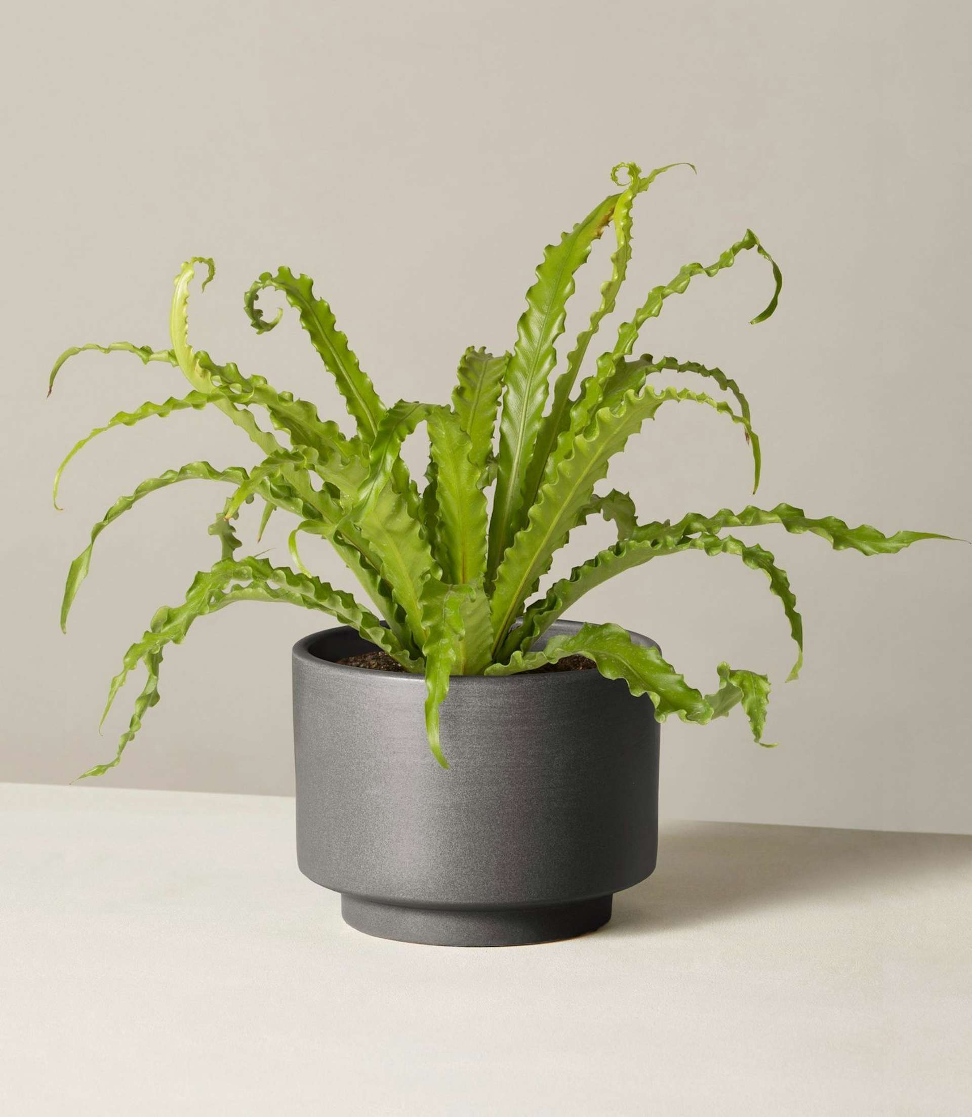 Discover the best Pip-Pip-Bird-Feeder.html products on Dwell - Dwell