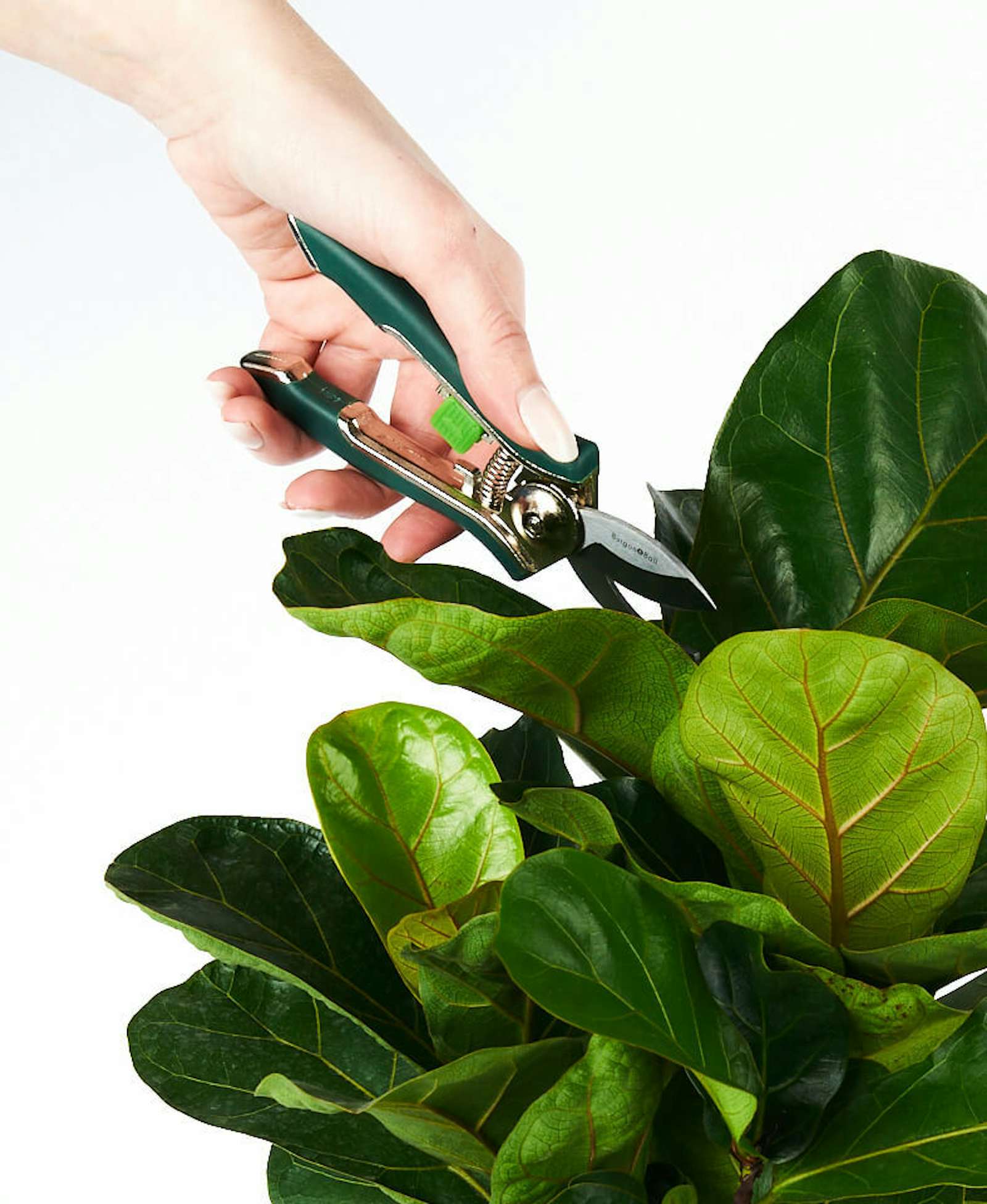 photo-2-of-6-in-it-s-time-to-prune-your-houseplants-here-s-how-the