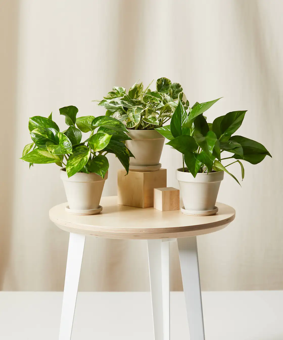 It’s Time to Prune Your Houseplants: Here’s How the Experts Do It - Dwell