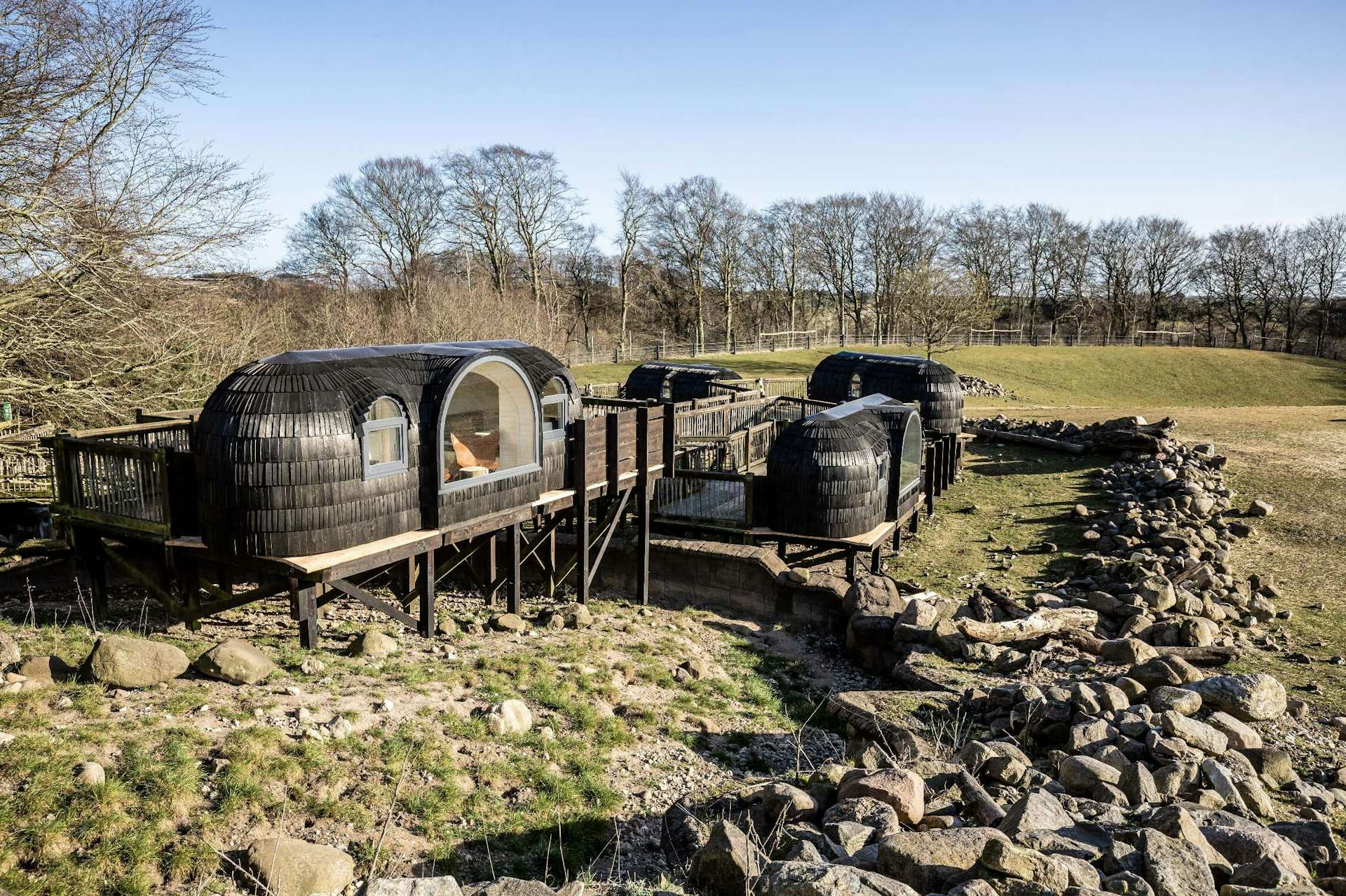 Photo 8 of 9 in Spend the Night With Lions, Tigers, and Bears in These ...