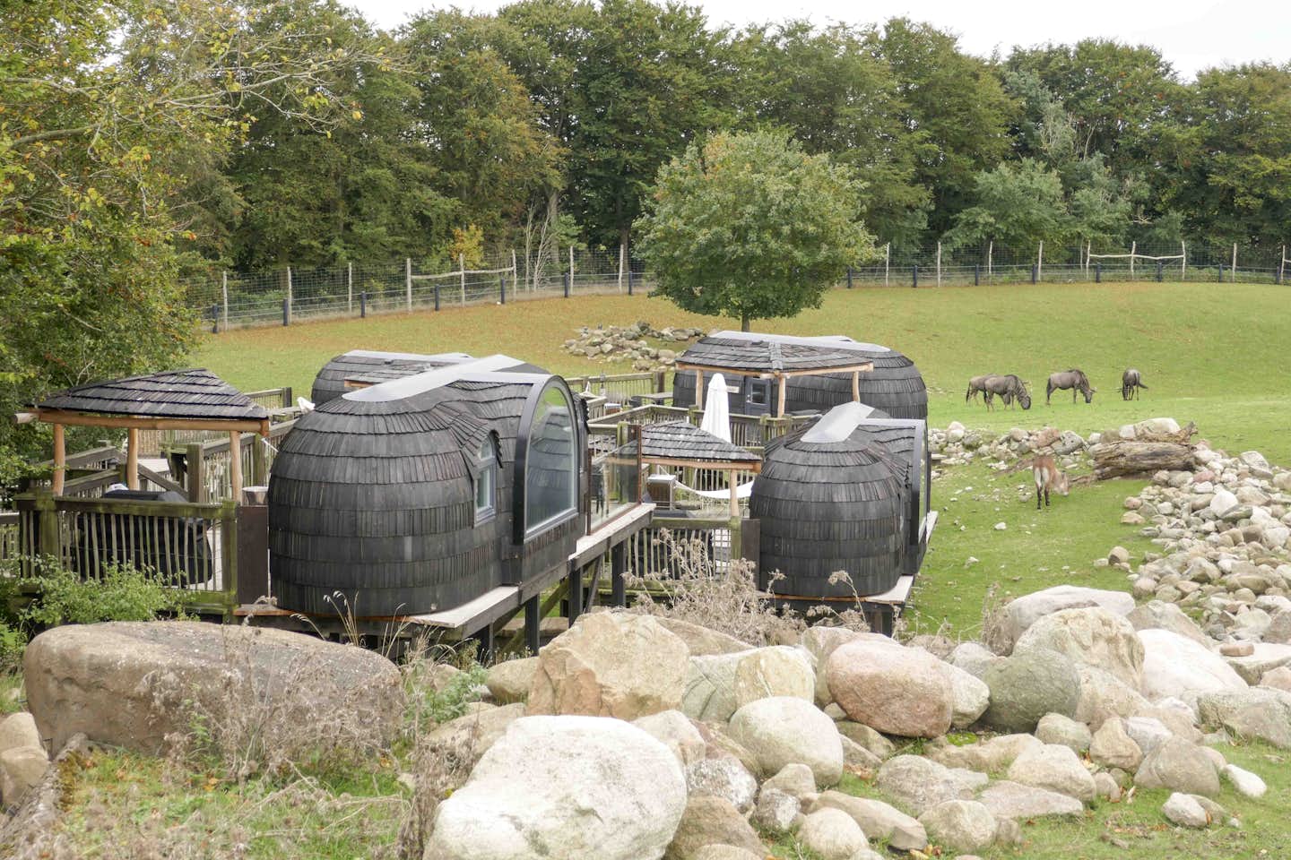 Photo 1 of 9 in Spend the Night With Lions, Tigers, and Bears in These ...