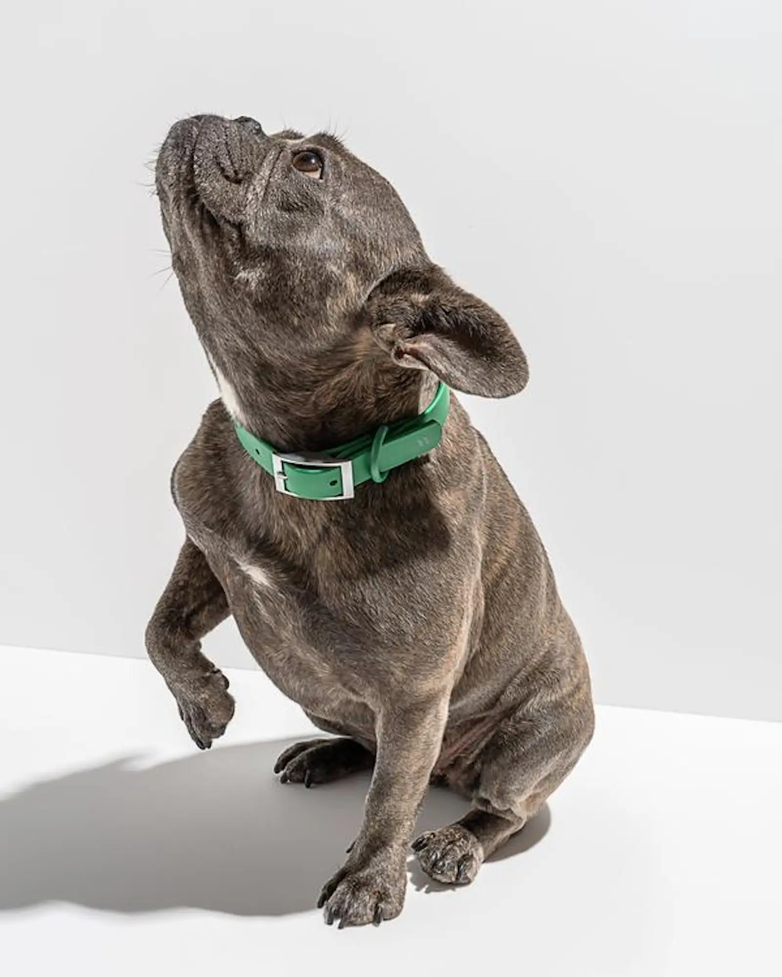 Wild One Collar by Wild One - Dwell