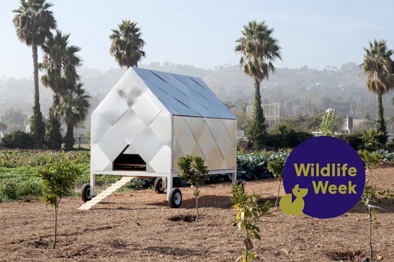 10 Modern Chicken Coops That Rule the Roost - Dwell