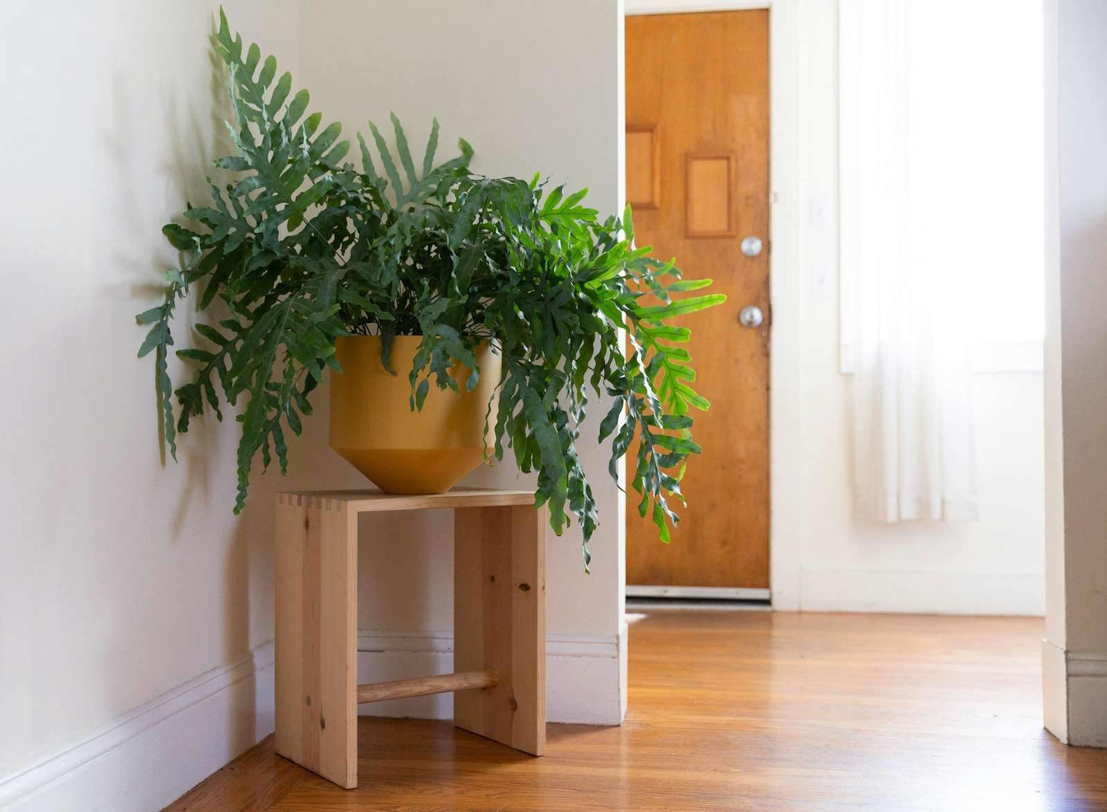 Photo 1 of 10 in You—Yes, You—Can Build This Simple Stool In a Weekend ...