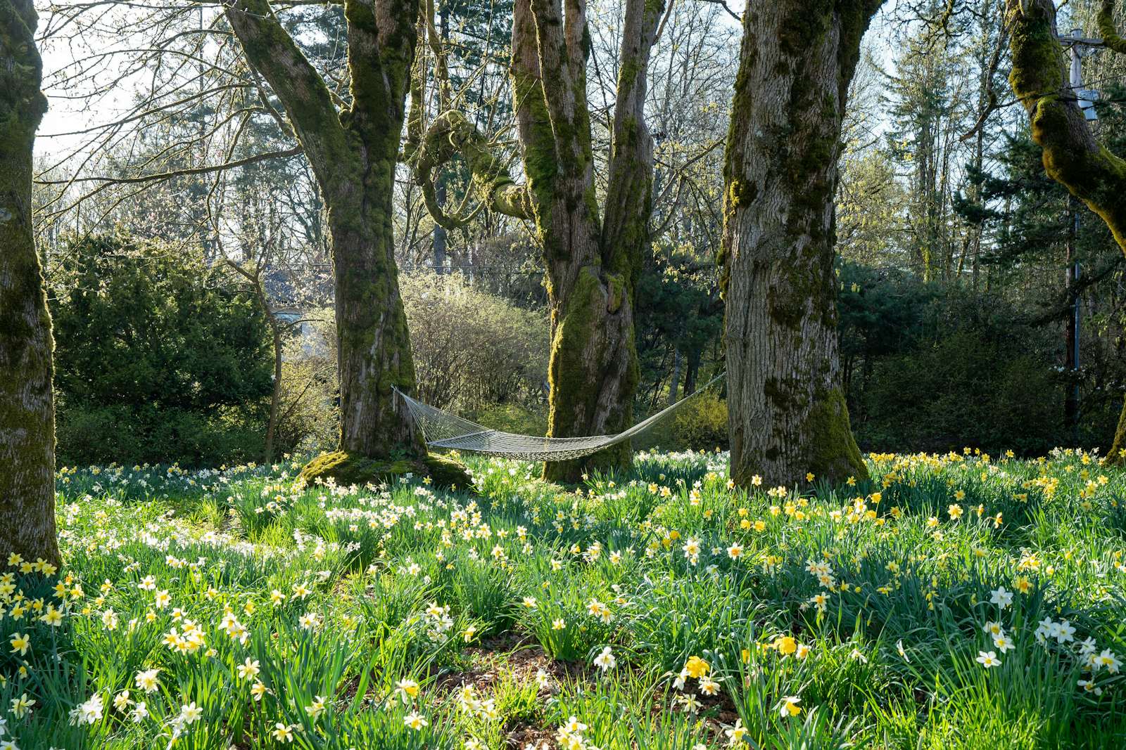 Photo 8 of 8 in In Portland, a Rare Midcentury Home by Pietro Belluschi ...