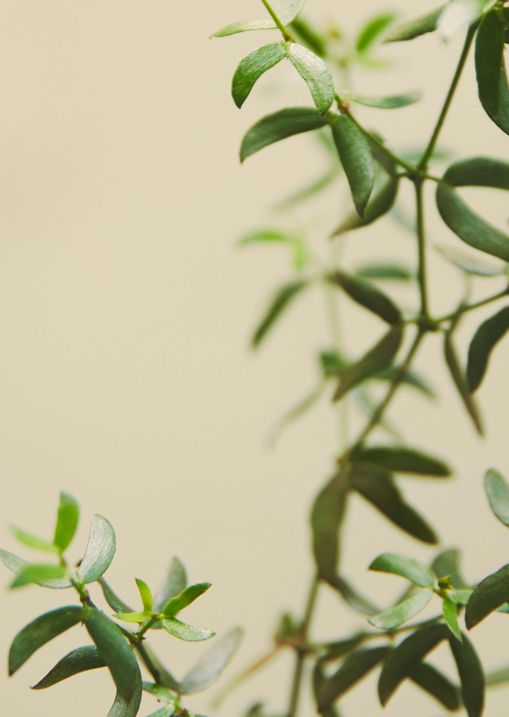 Photo 2 of 3 in An Aromatic Desert Plant Reminds Architect Lindsey ...
