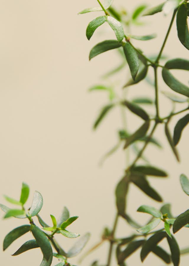 Photo 2 of 3 in An Aromatic Desert Plant Reminds Architect Lindsey ...