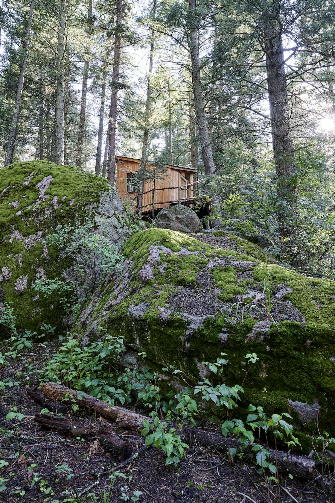 A Family Builds a Fairy-Tale Tree House in the Woods of Colorado - Dwell