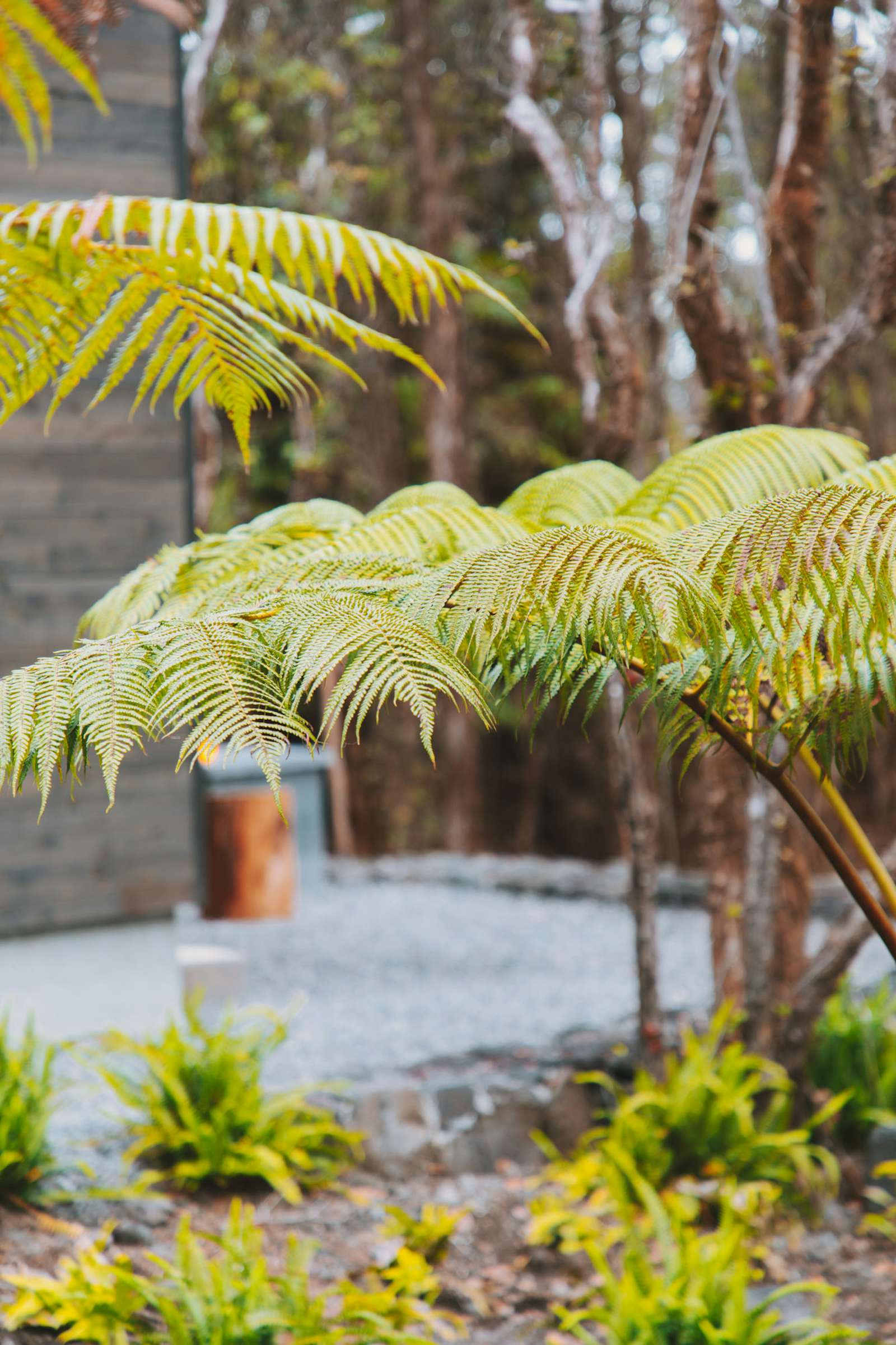 Photo 10 of 11 in Kūono at Volcano by groundSWELL partners - Dwell