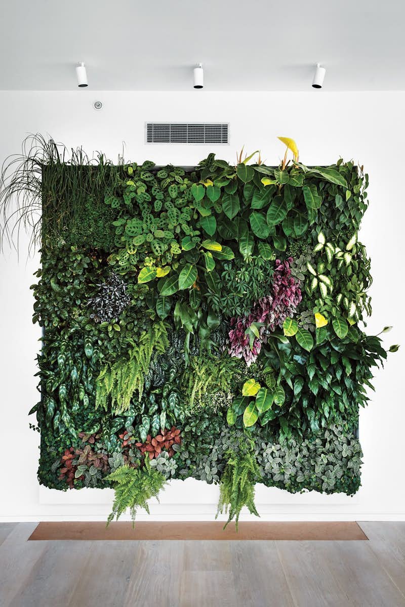 Photo 5 of 10 in 10 Ways to Create an Uplifting Vertical Garden - Dwell