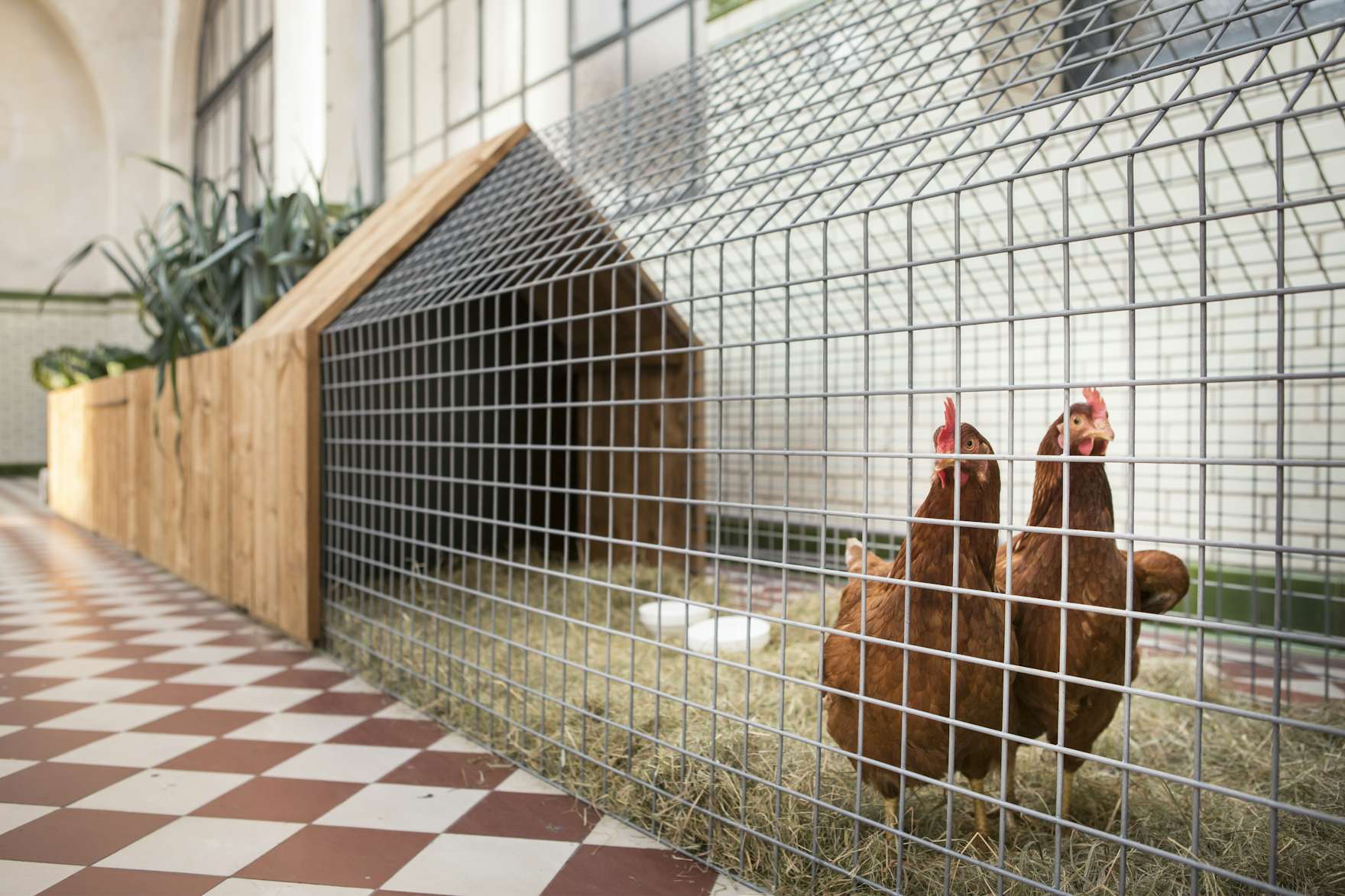 Photo 24 of 29 in 10 Modern Chicken Coops That Rule the Roost - Dwell