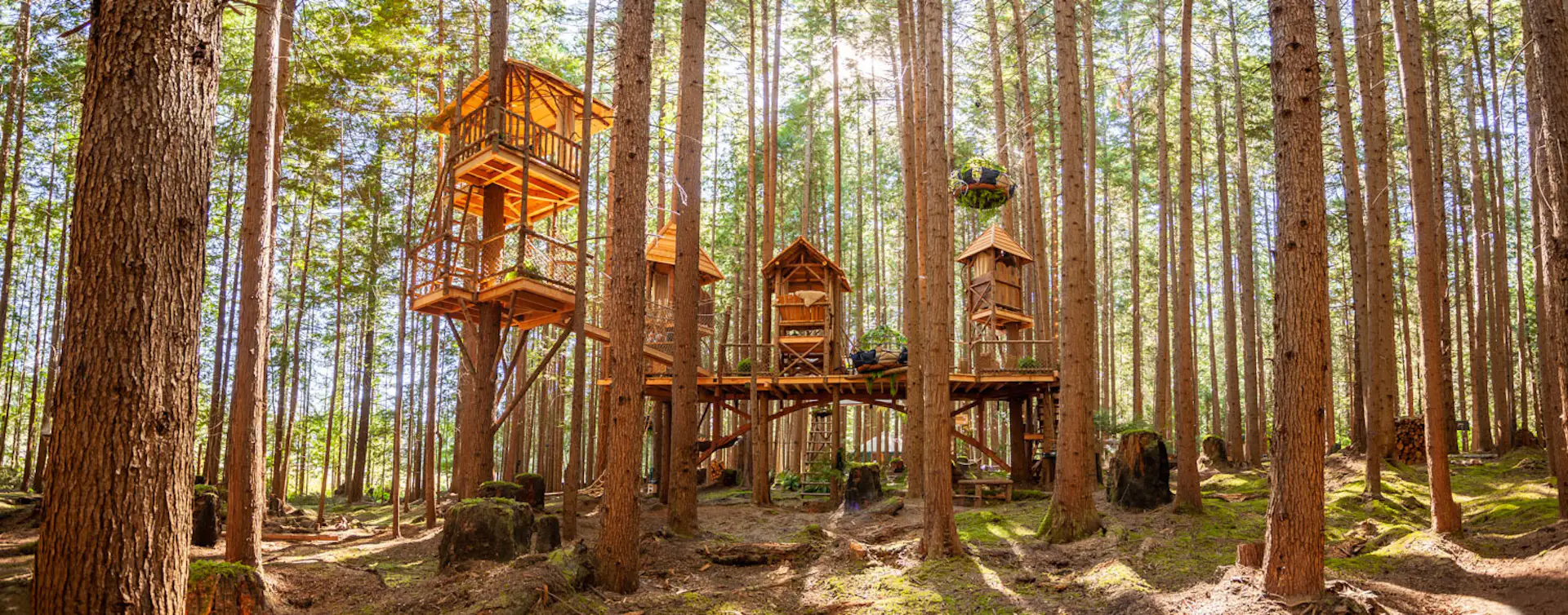 How Tree House Master Pete Nelson Built an Empire in the Woods - Dwell