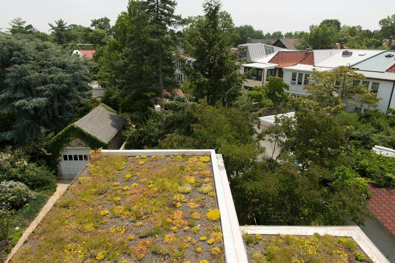 Photo 6 of 7 in 4 Easy Steps to Creating Your Own DIY Green Roof - Dwell