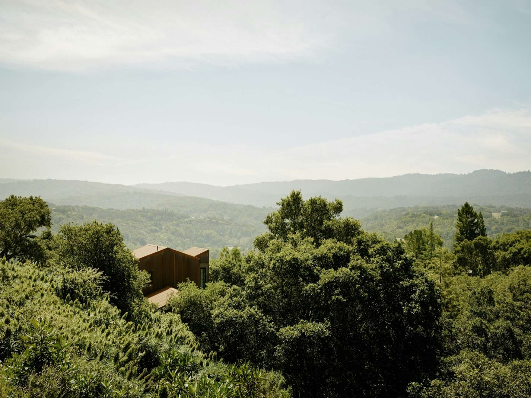 Photo 1 of 22 in A Tree House–Like Midcentury Home Peeks Above the ...