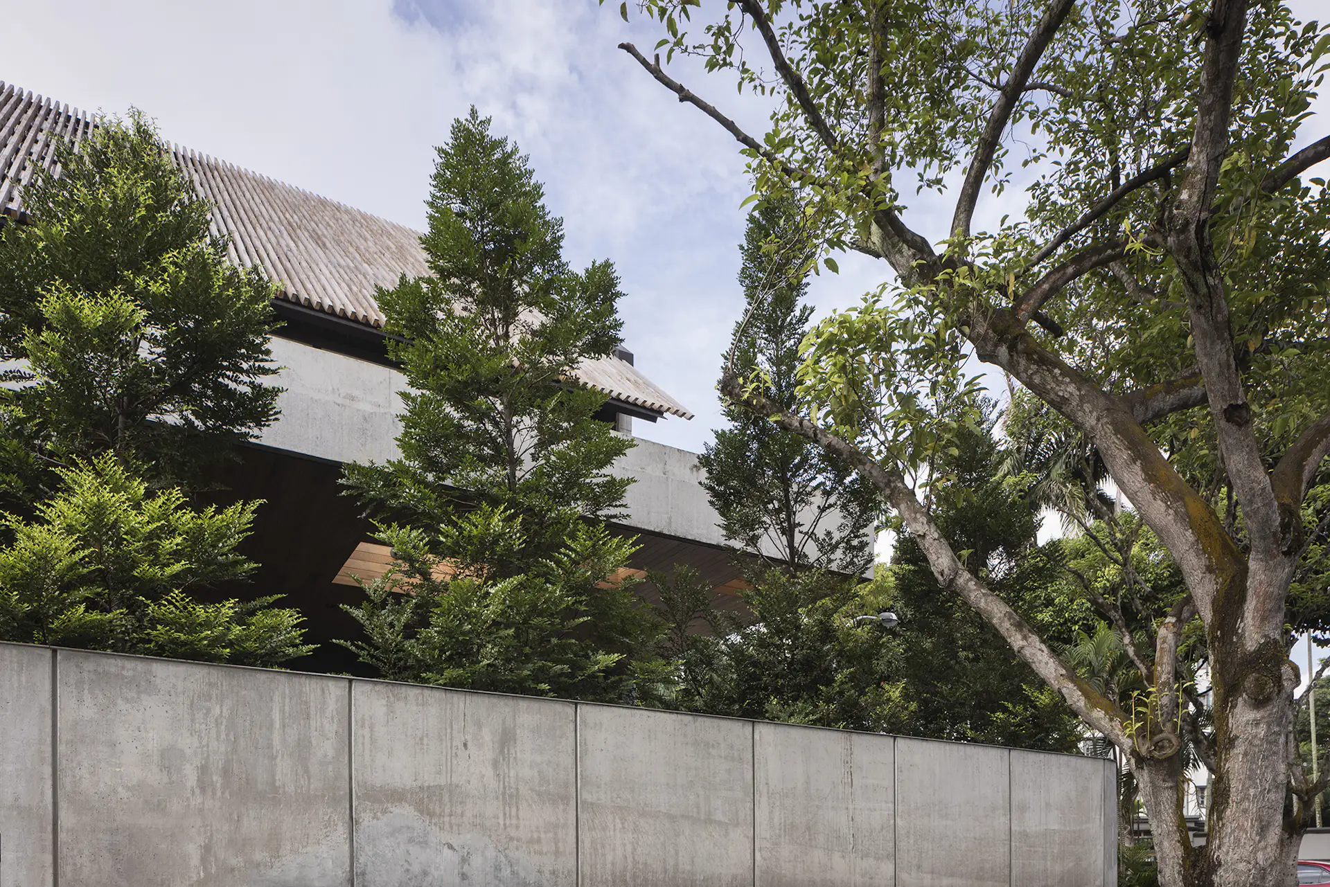 Photo 6 of 22 in A Towering Tree Grows Through the Roof of This ...
