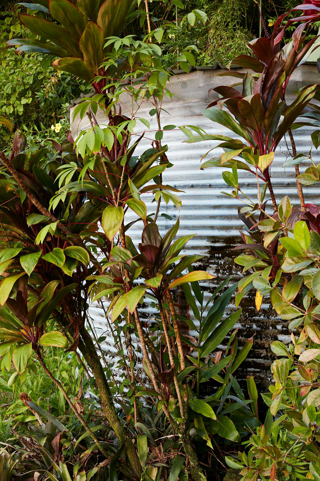 Before & After: The Tantalus Studio and Residence by Ginger Lunt - Dwell