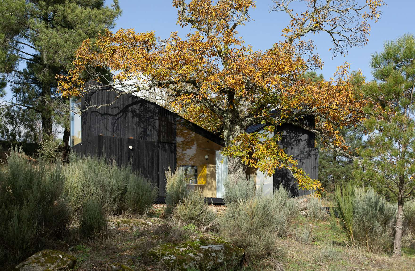Photo 8 of 19 in A Majestic Chestnut Tree Appears to Bloom Out of This ...